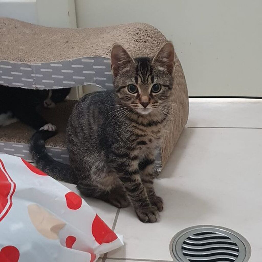 Tiger - Male Domestic Short Hair Cat in ACT - PetRescue