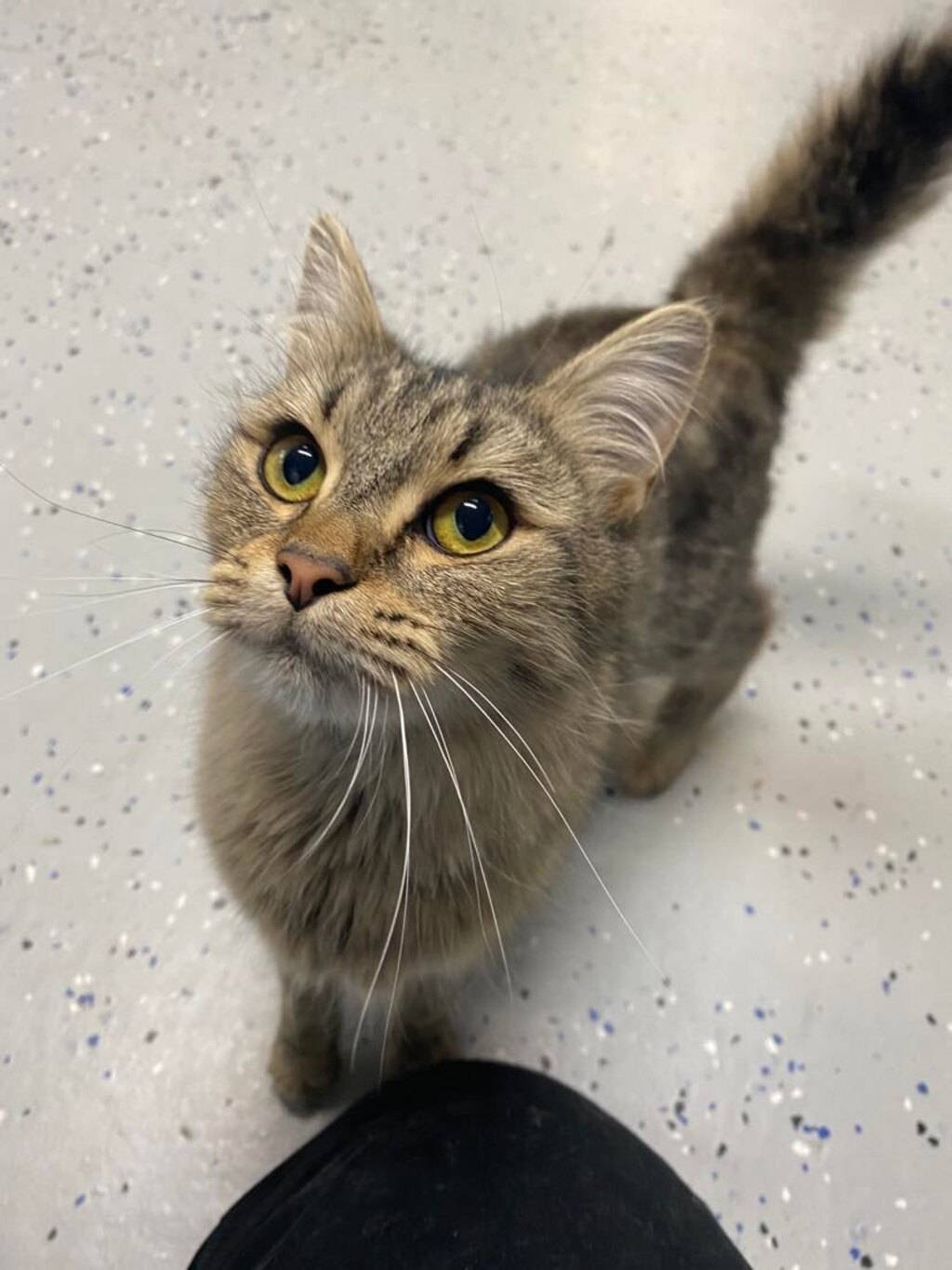 Ciara - Female Domestic Medium Hair Cat in ACT - PetRescue