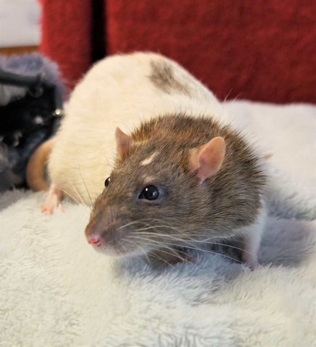 Reggie - Male Rat Mix Rodent in TAS - PetRescue