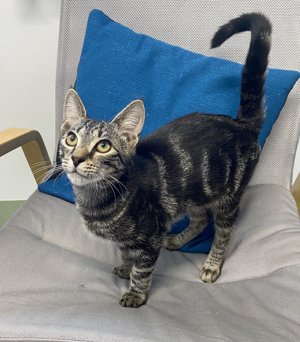 Onceler - Male Domestic Short Hair Mix Cat in QLD - PetRescue