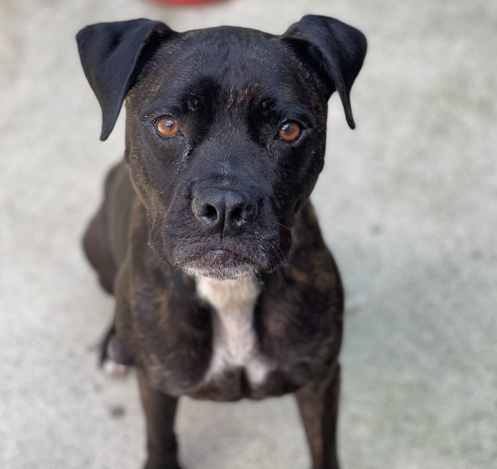 Pippa - Medium Female Boxer x Staffordshire Bull Terrier Mix Dog in VIC ...