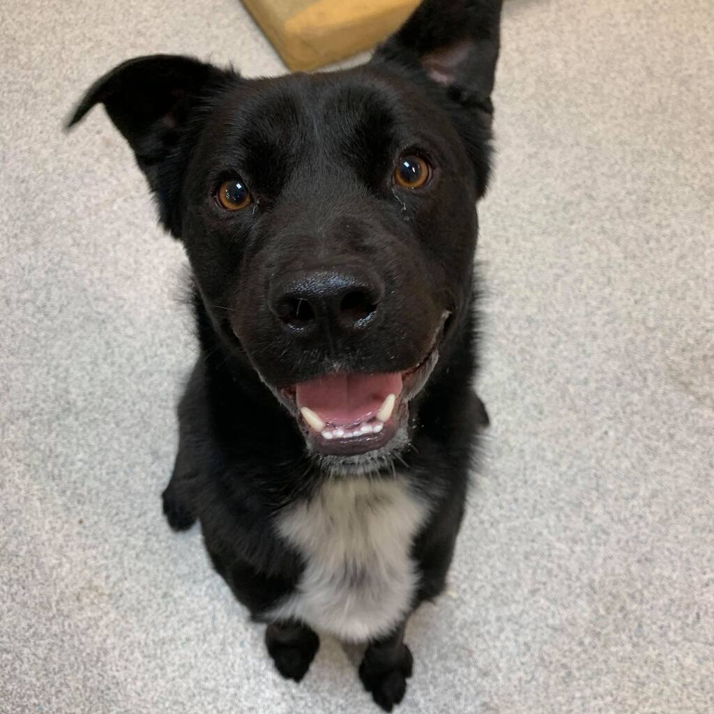 Ranger - Medium Male Kelpie x Labrador Mix Dog in VIC - PetRescue