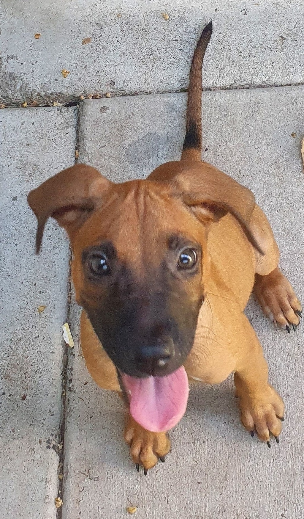 Cobra Bubbles - Large Female Rhodesian Ridgeback x English ...