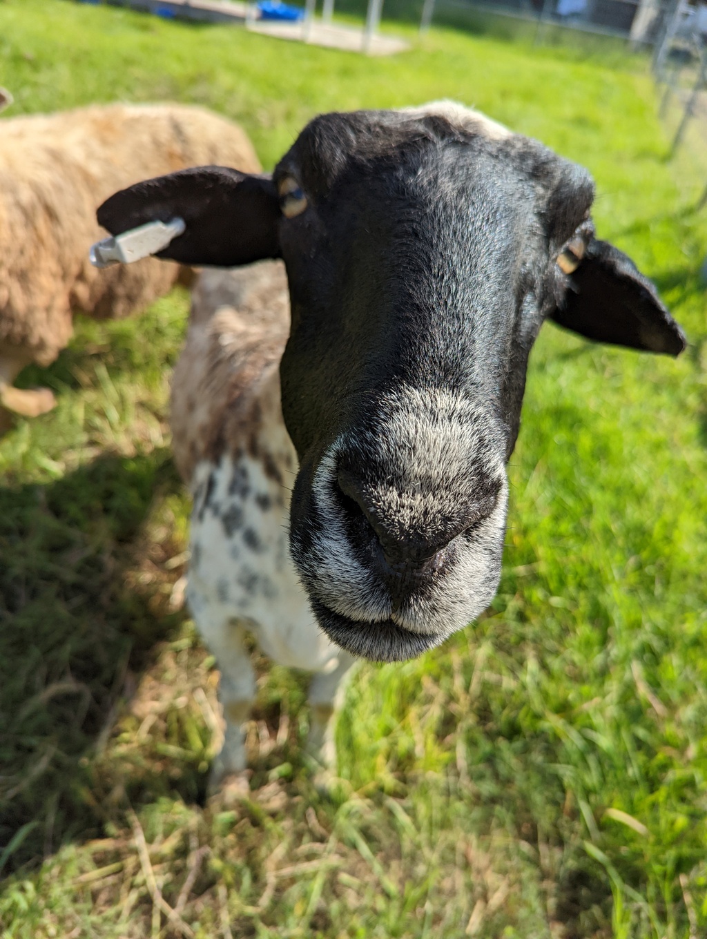 Gloria - Female Dorper Mix Sheep in QLD - PetRescue