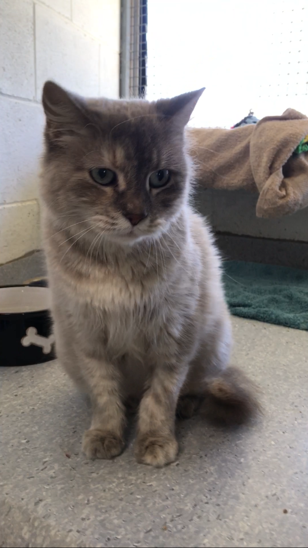 Gypsy - Female Layanese Mix Cat in QLD - PetRescue