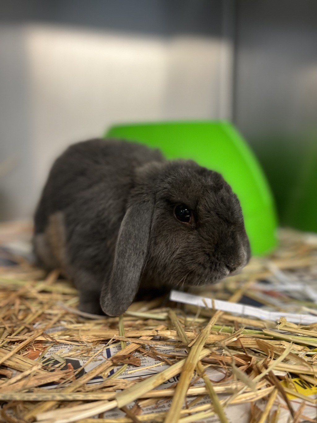 Micky - Male Mini Lop Mix Rabbit in WA - PetRescue