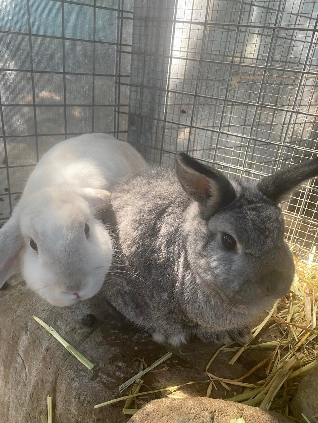 Ernie - Male Bunny Rabbit Rabbit in ACT - PetRescue