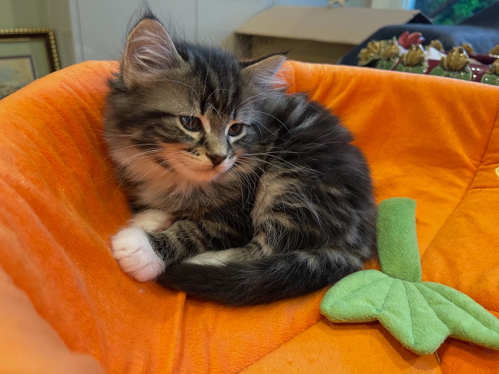 Eddie Tinker - Male Domestic Long Hair Cat in VIC - PetRescue