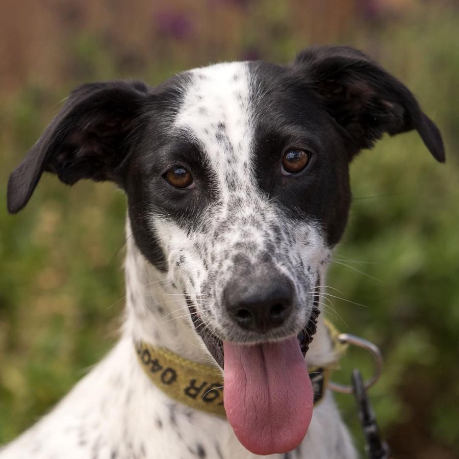 Sadie - Medium Female Whippet Mix Dog in VIC - PetRescue