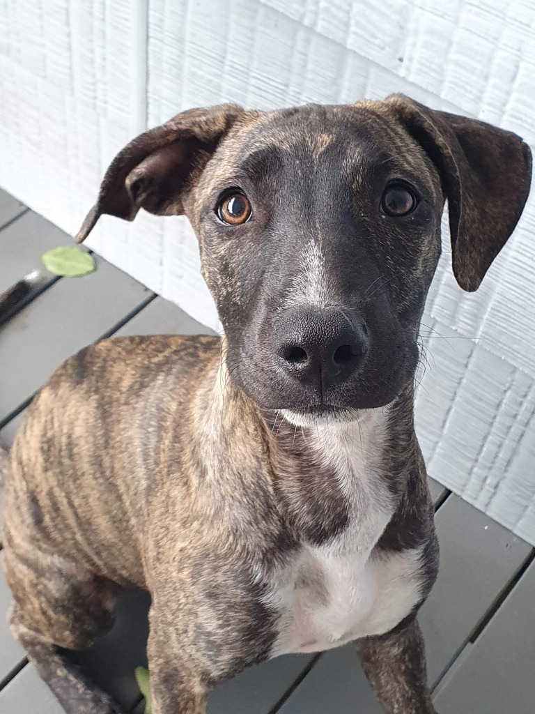 Lilith - Medium Female Mixed Breed Dog in QLD - PetRescue