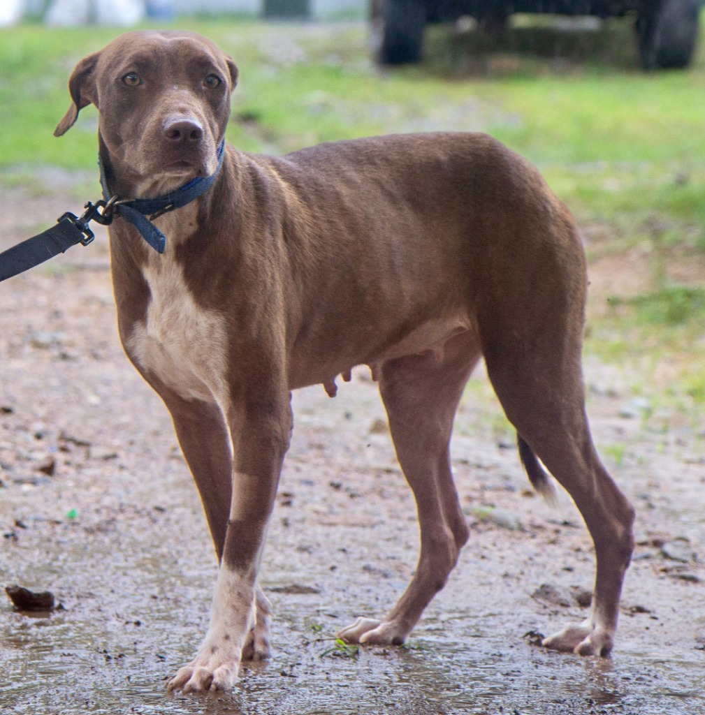 Effie - Medium Female German Shorthaired Pointer x Staffordshire Bull ...