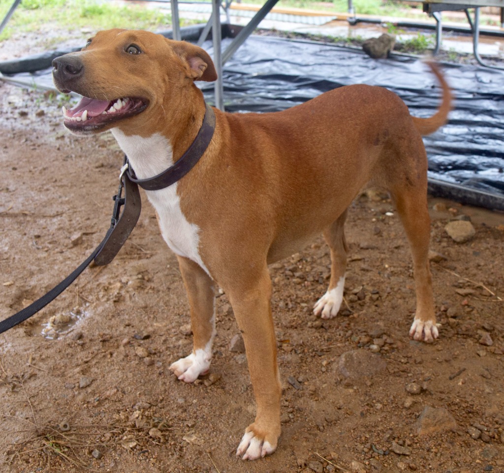 Charmander - Medium Female Mixed Breed Dog in QLD - PetRescue