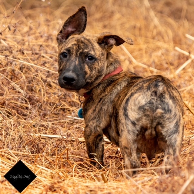 Caspian - Small Male Terrier Dog in WA - PetRescue