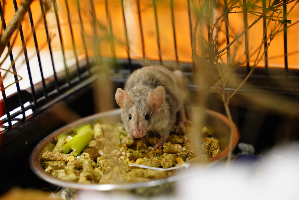 Rachel - Female Mouse Rex/Astrex x Mouse Manx Mix Rodent in QLD - PetRescue