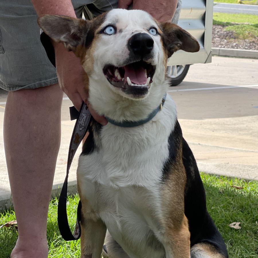 Ned - Medium Male Border Collie Mix Dog in QLD - PetRescue