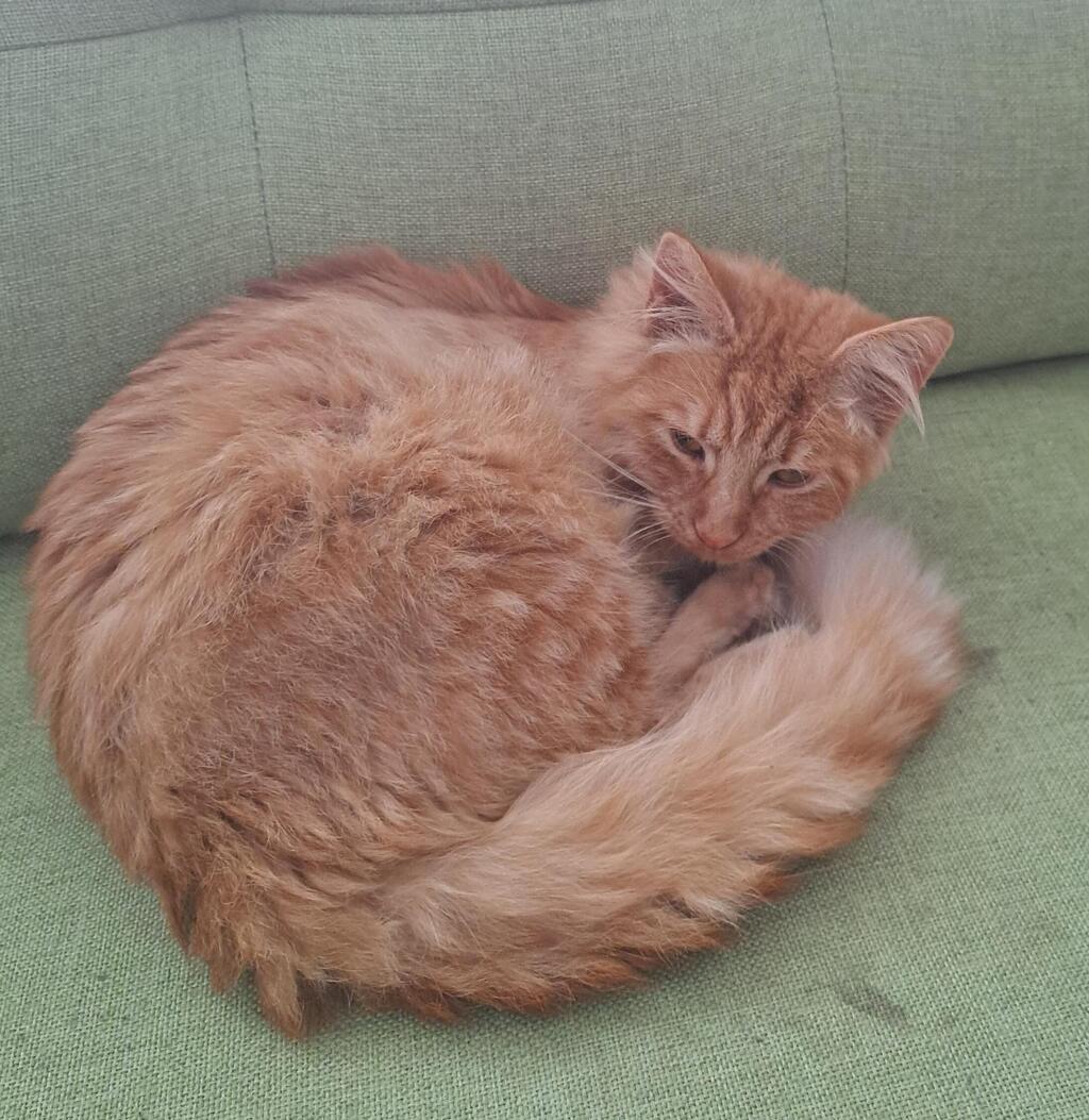 Mr. Biggles - Male Domestic Short Hair Cat in VIC - PetRescue