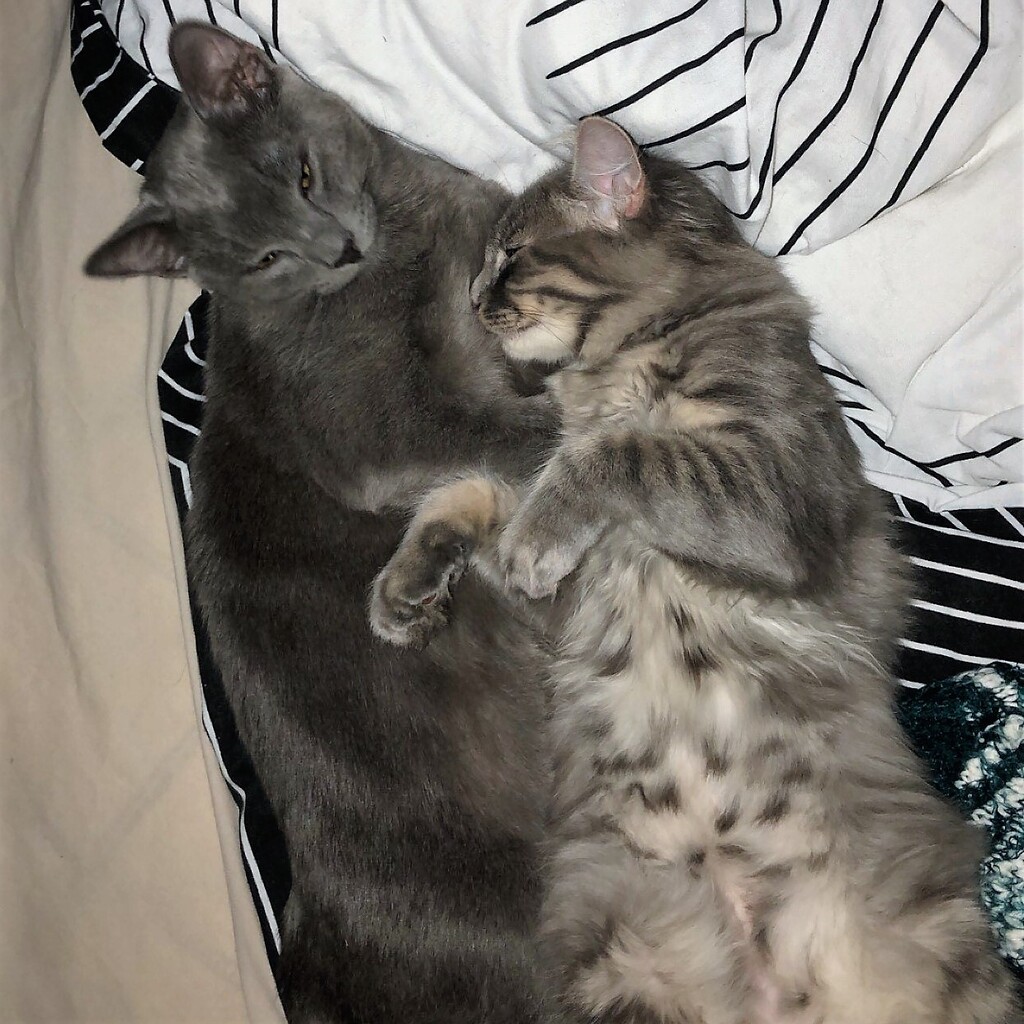 Nyro - Male Domestic Medium Hair Cat in VIC - PetRescue