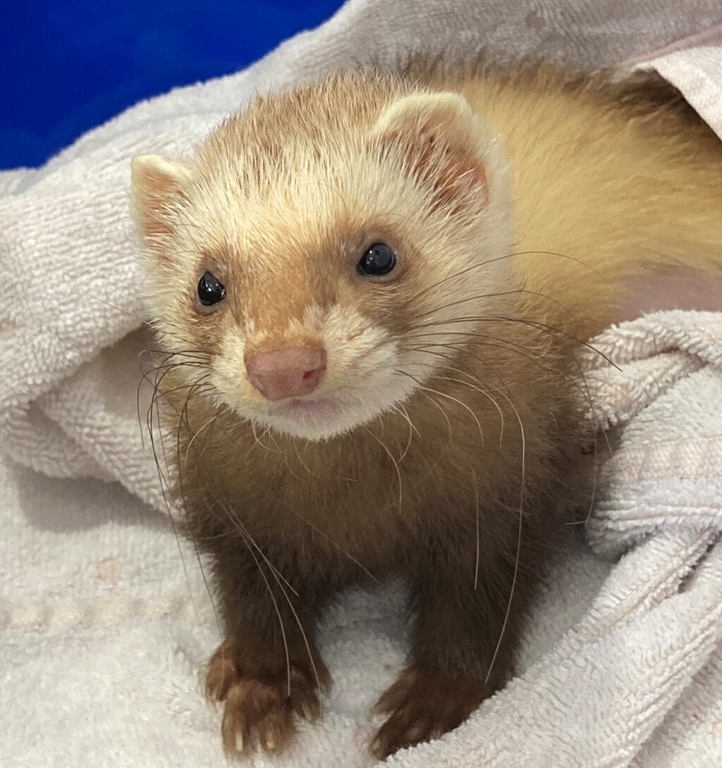 Rhonda - Female Ferret Rodent in VIC - PetRescue