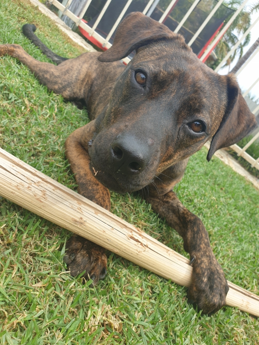 Jackie - Medium Female Bull Arab x Mastiff Mix Dog in WA - PetRescue