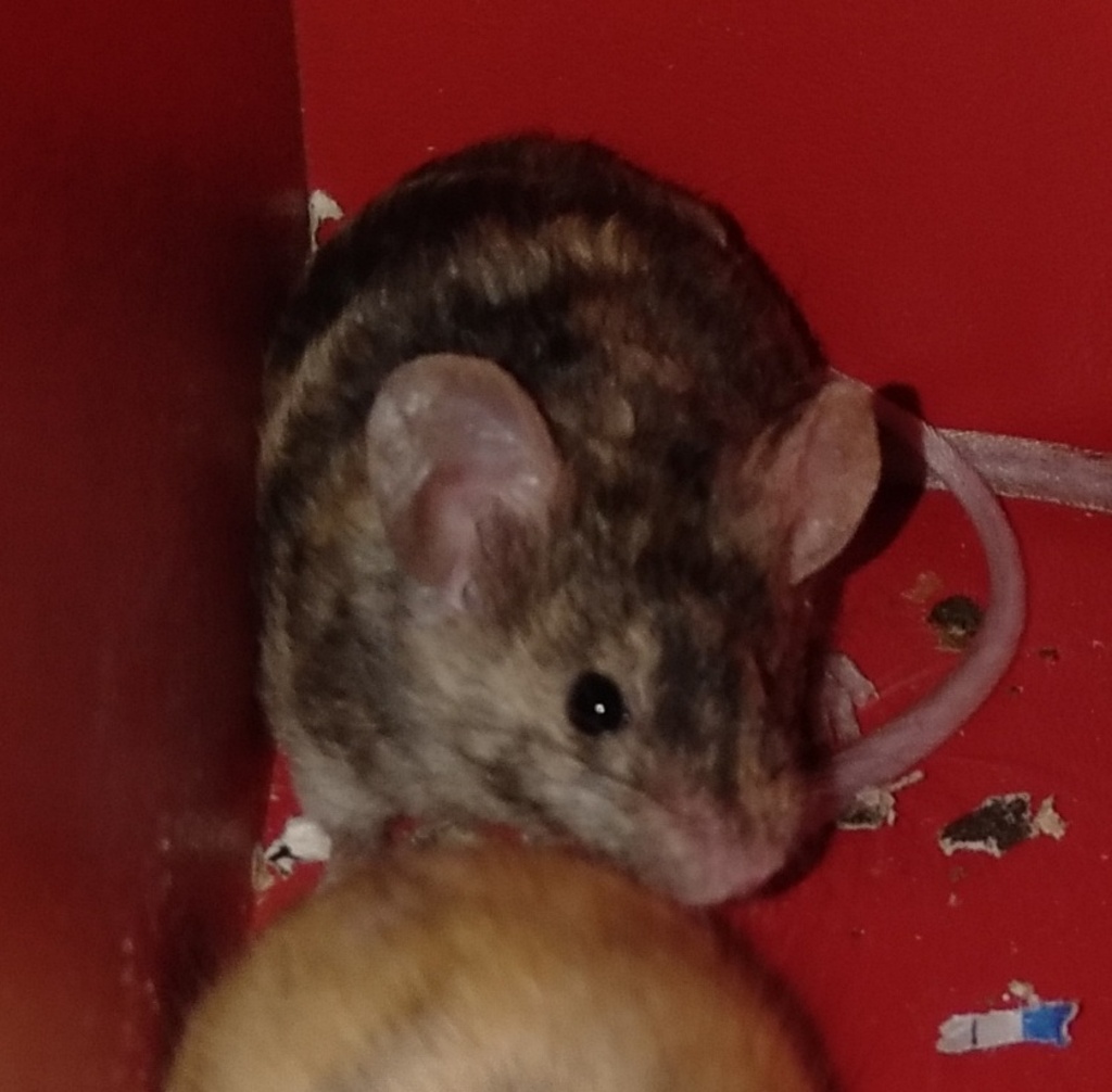 Harrold - Male Mouse Mix Rodent in QLD - PetRescue