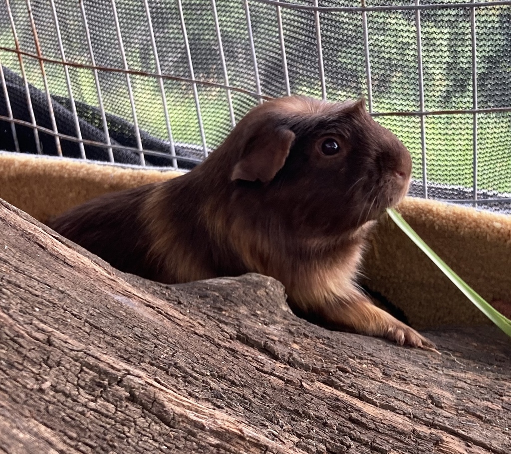 Teddy - Male Short-hair Crested Mix Guinea Pig in QLD - PetRescue