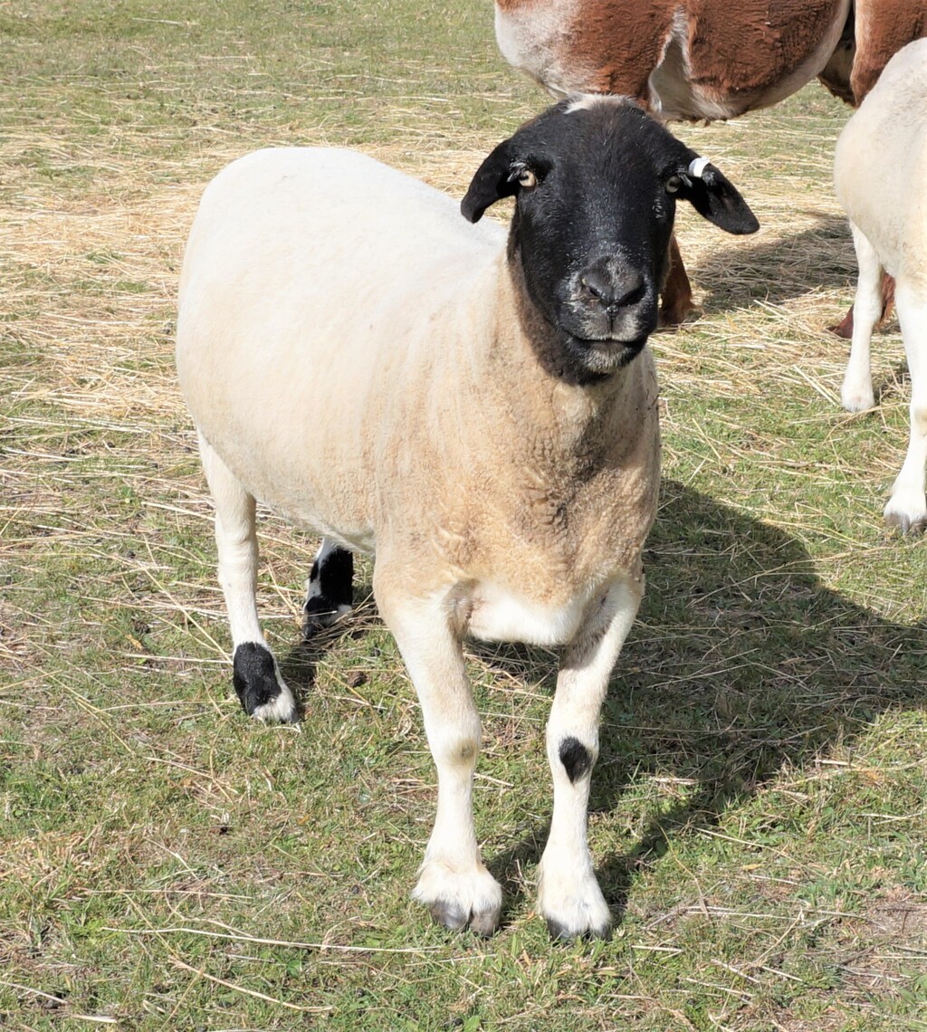 Larry - Male Undetermined/Various Mix Sheep in TAS - PetRescue