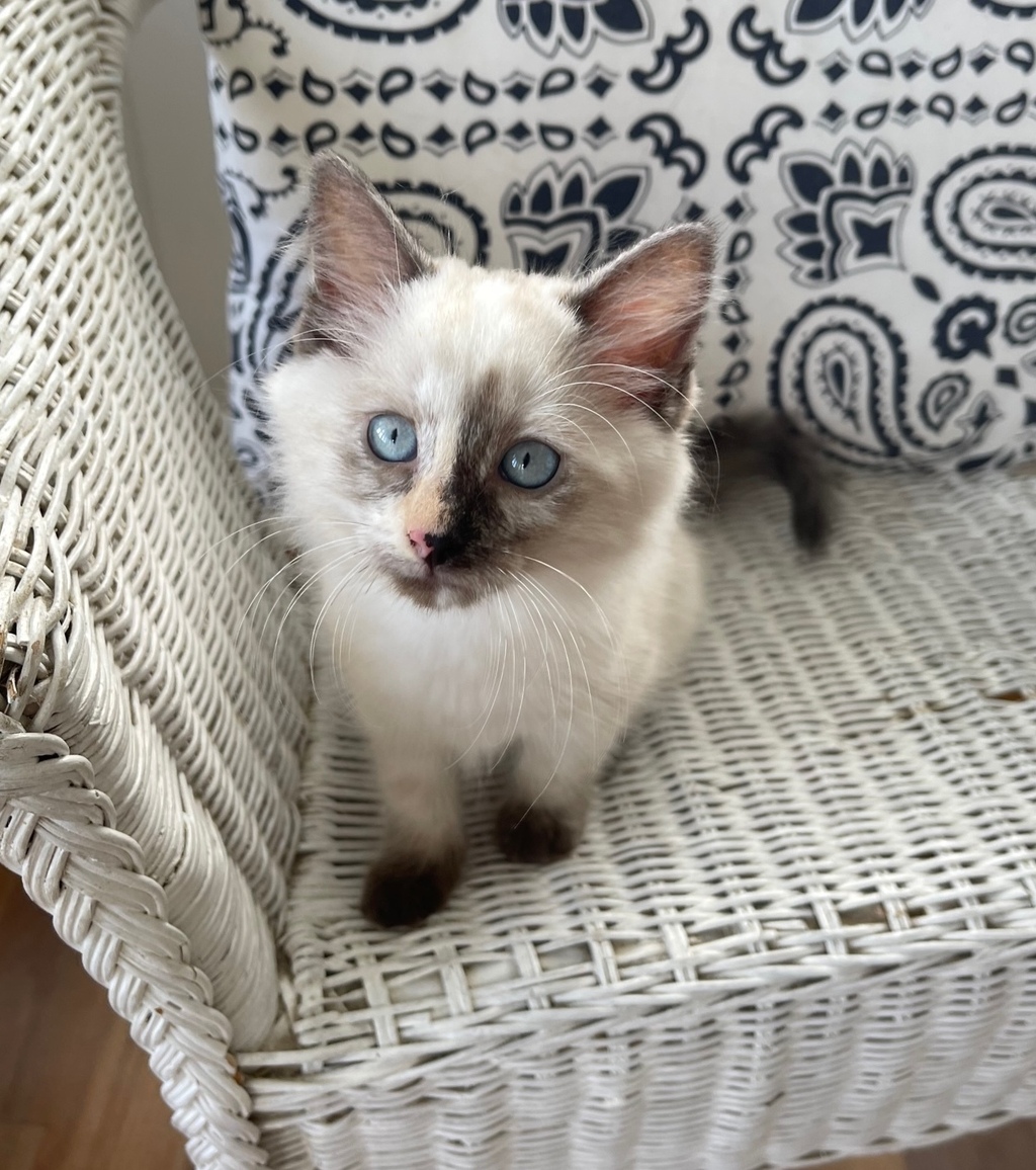 Daisy - Female Layanese Mix Cat in QLD - PetRescue