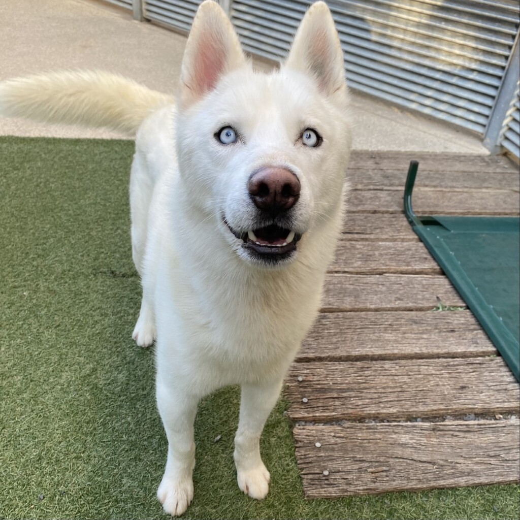 Cooper - Large Male Siberian Husky Dog in VIC - PetRescue