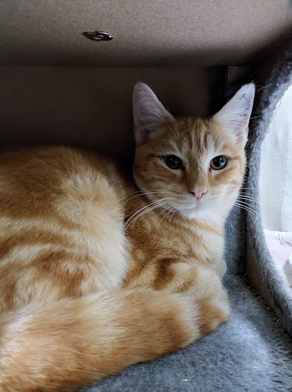 Tiger - Male Domestic Short Hair Cat in ACT - PetRescue