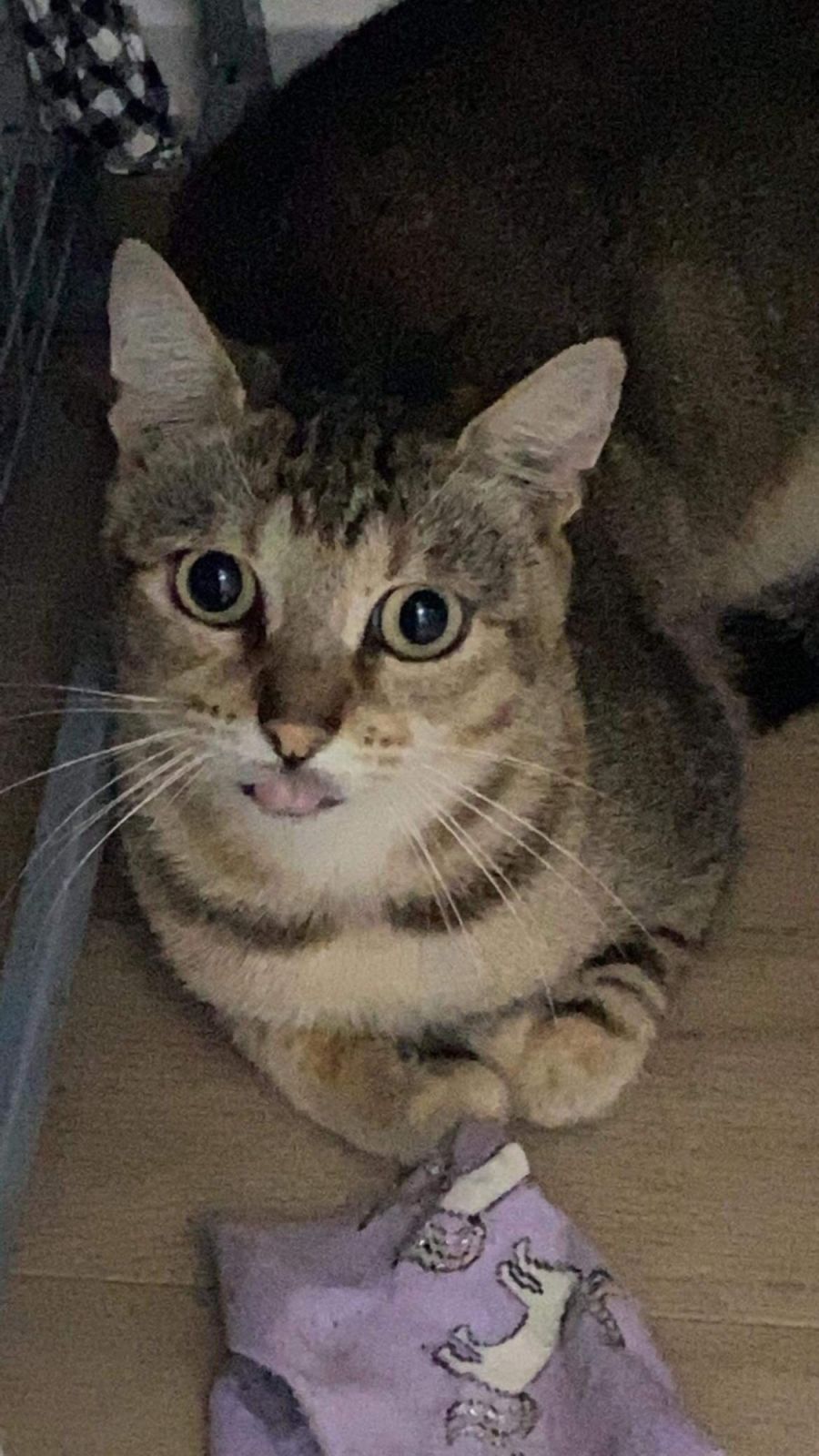 Percy - Male Domestic Short Hair Cat in NSW - PetRescue