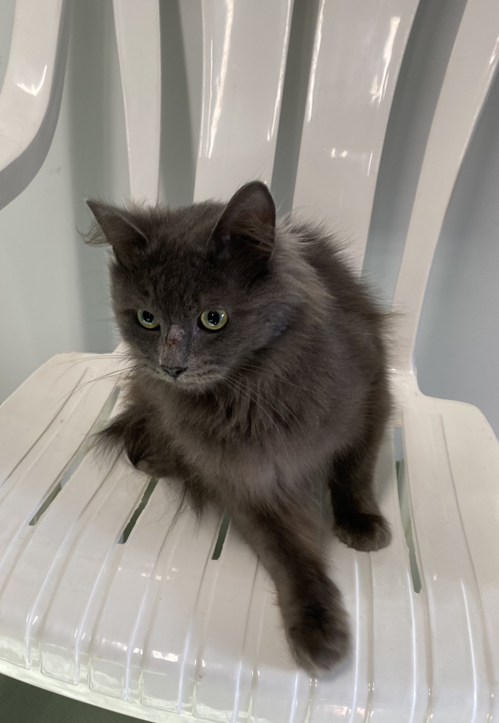 Stephen - Male Nebelung Mix Cat in QLD - PetRescue