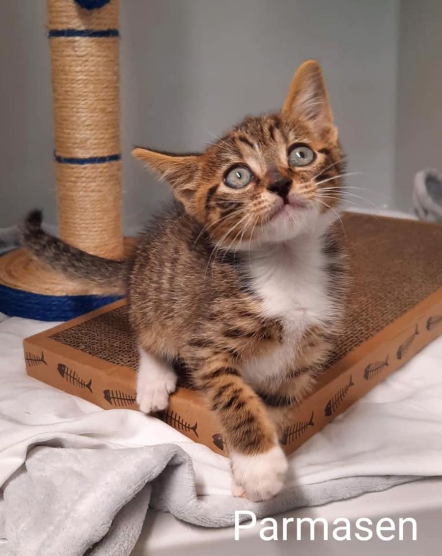 Parmesan - Male Domestic Short Hair Cat in QLD - PetRescue