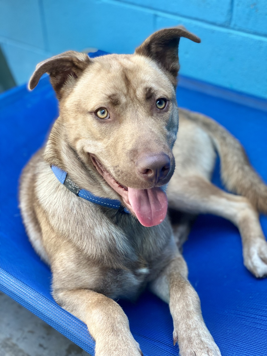 Rocket - Large Male Siberian Husky x Labrador Retriever Mix Dog in QLD ...