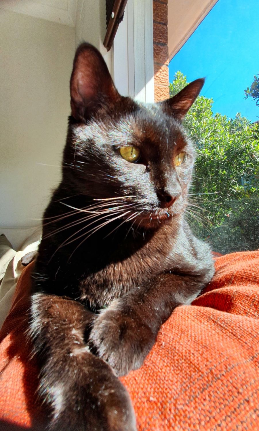 Gato - Male Domestic Short Hair Cat in NSW - PetRescue