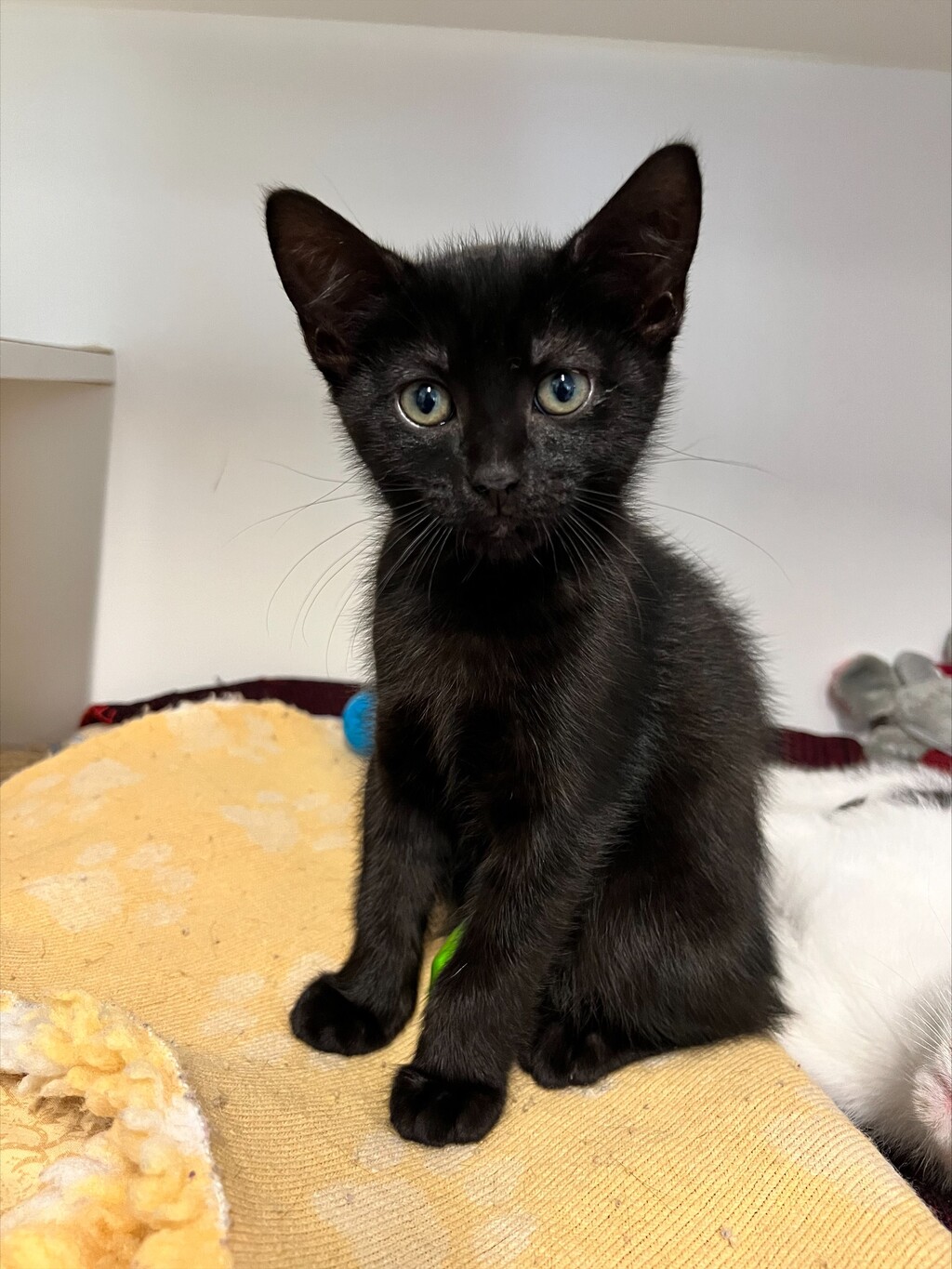 Baboona - Male Dsh Mix Cat in WA - PetRescue