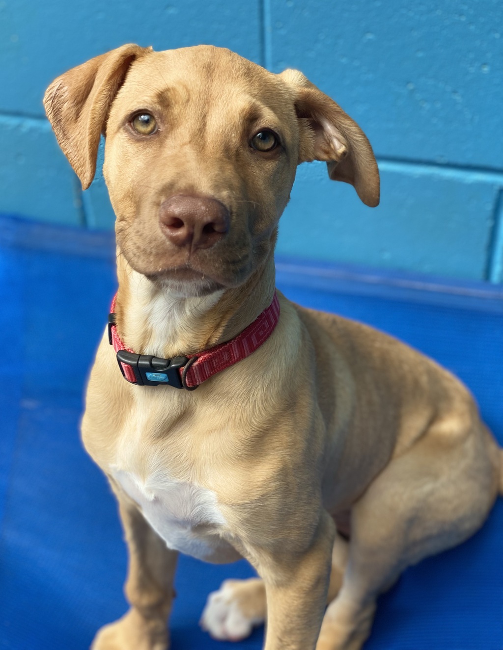 Roxy - Small Female American Staffordshire Bull Terrier Mix Dog in QLD ...