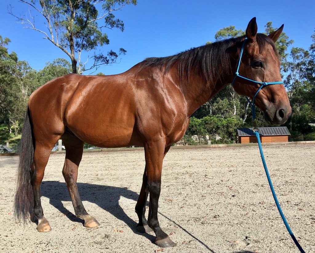 Bud - Male Thoroughbred Mix Horse in QLD - PetRescue