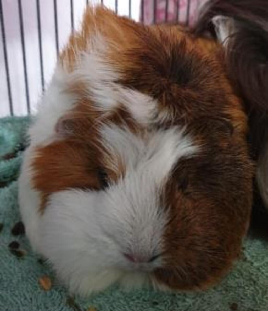 Bianca - Female Short-hair Abyssinian Mix Guinea Pig in QLD - PetRescue