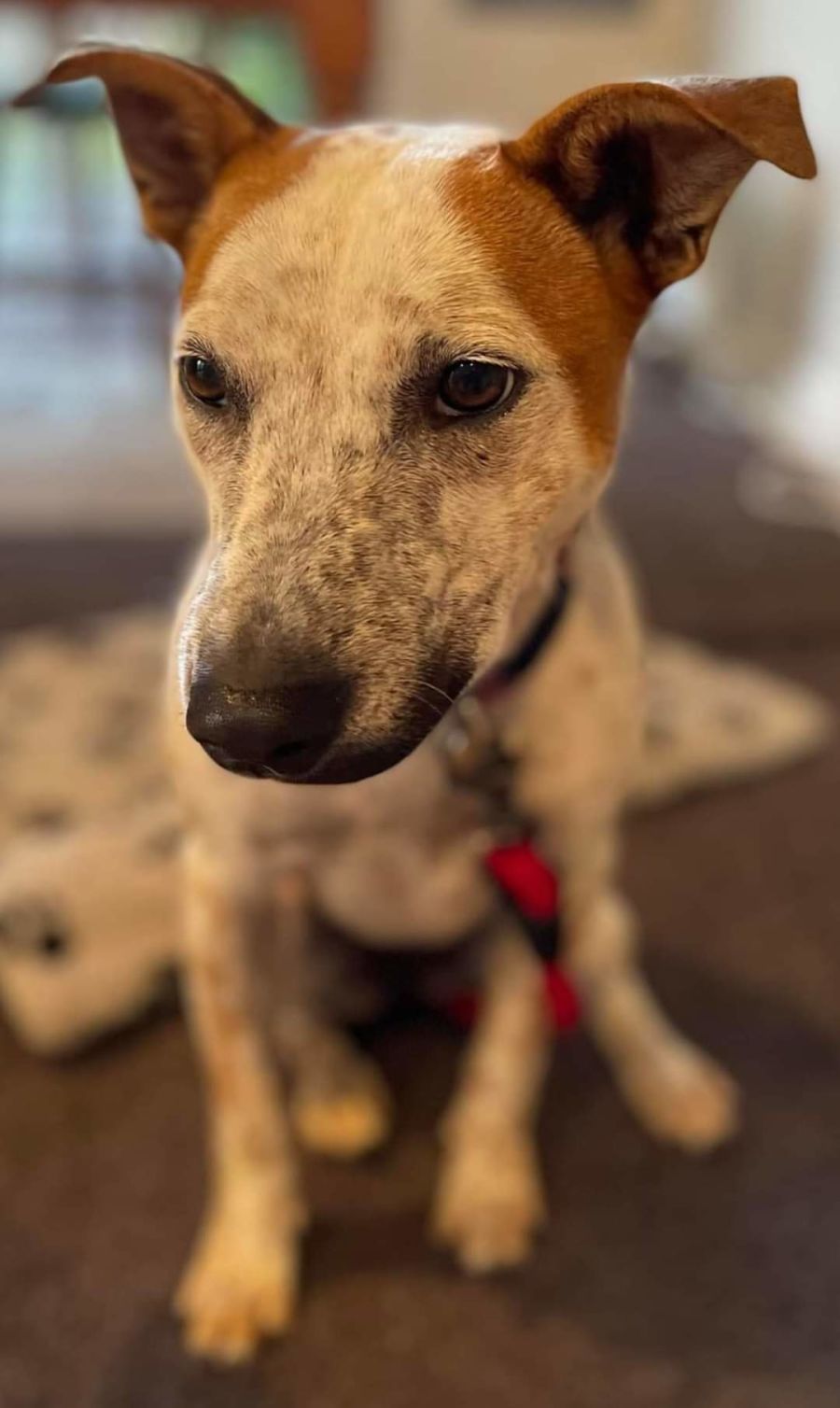 Luna - Small Female Jack Russell Terrier x Australian Stumpy Tail ...