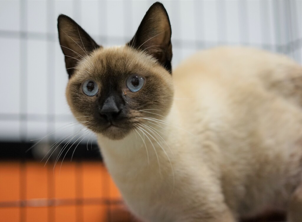 Theo - Male Layanese Mix Cat in QLD - PetRescue