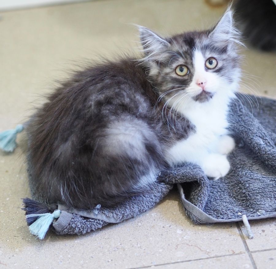 Tribble - Female Domestic Medium Hair Cat in VIC - PetRescue