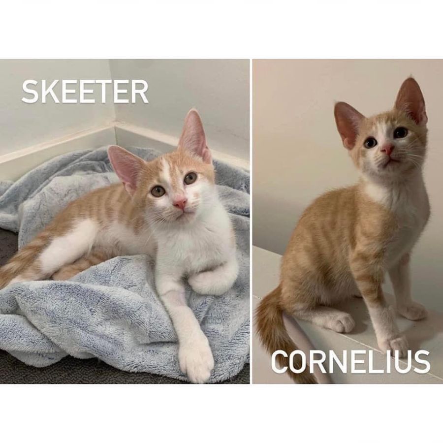 7399/7400 - Cornelius, Skeeter - Male Domestic Short Hair Cat in WA ...