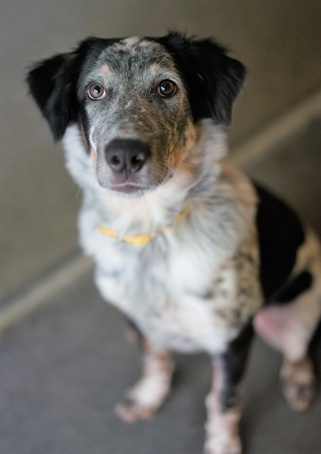Lotta - Medium Male Australian Cattle Dog x Border Collie Mix Dog in ...