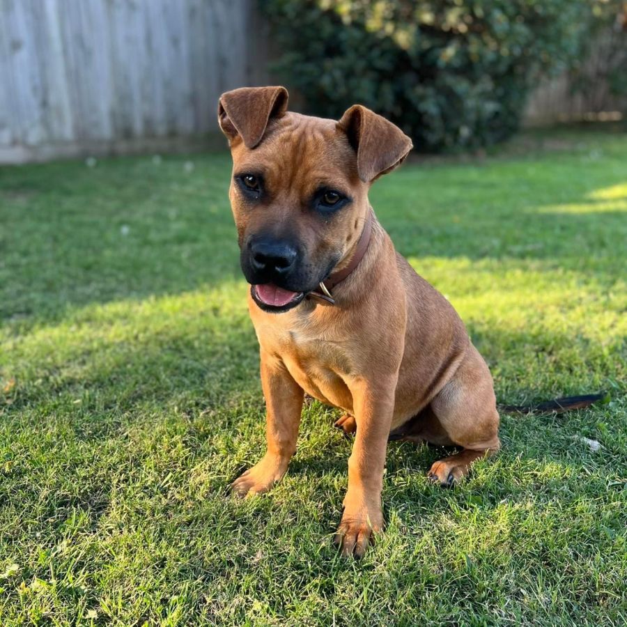 Bruno - Large Male Mastiff x Rhodesian Ridgeback Mix Dog in VIC - PetRescue