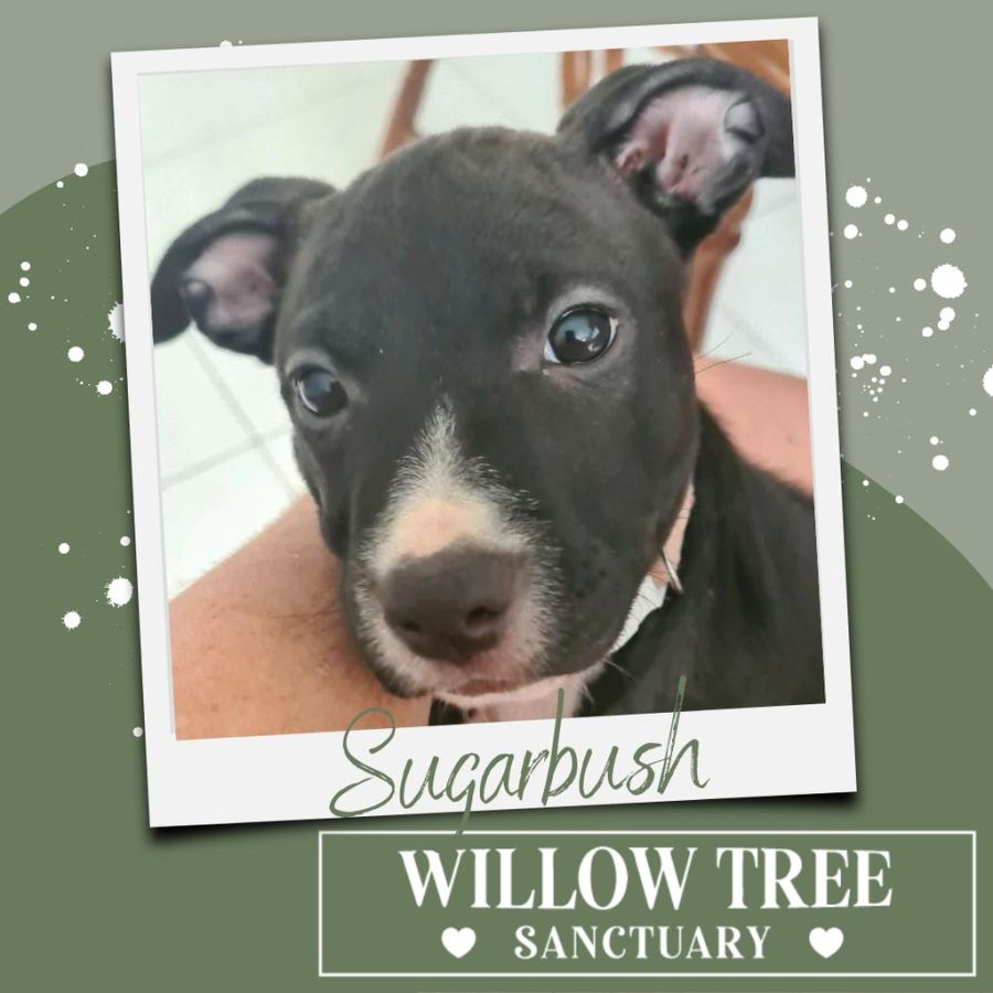 Sugarbush - Medium Female Border Collie x American Staffordshire Bull ...