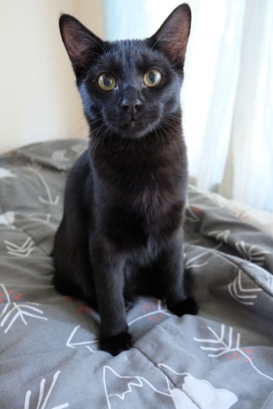 Arthur - Male Manx Mix Cat in QLD - PetRescue