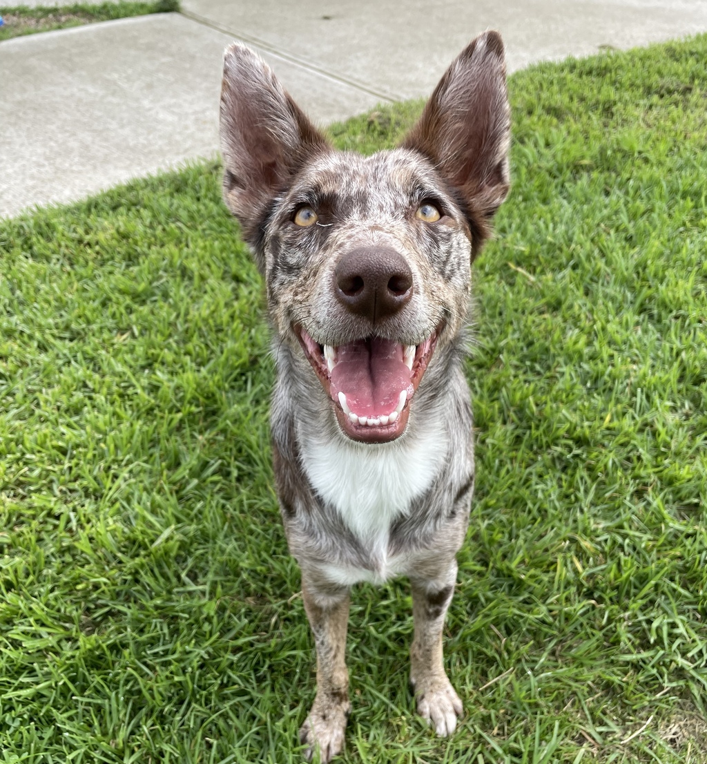 Nalah - Medium Female Kelpie x Koolie Mix Dog in VIC - PetRescue