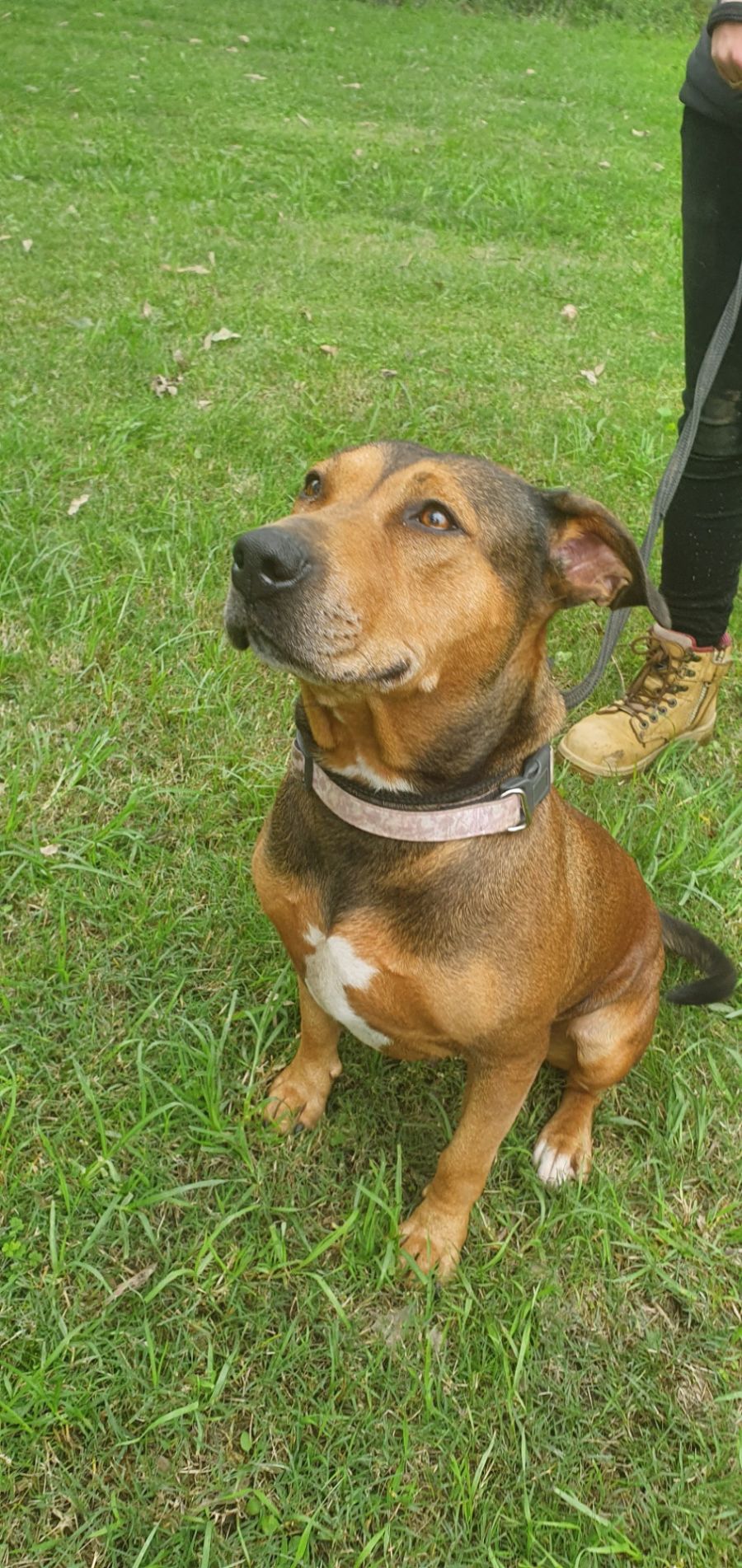 Tilly - Medium Female Staffy x Rhodesian Ridgeback Mix Dog in NSW ...