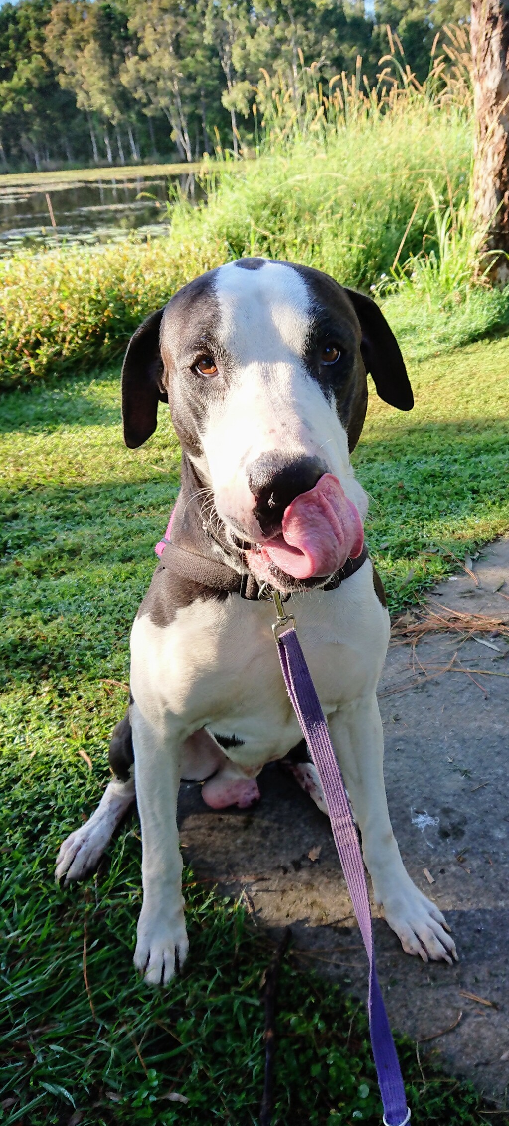 Bull - Large Male Bull Arab x Great Dane Mix Dog in QLD - PetRescue