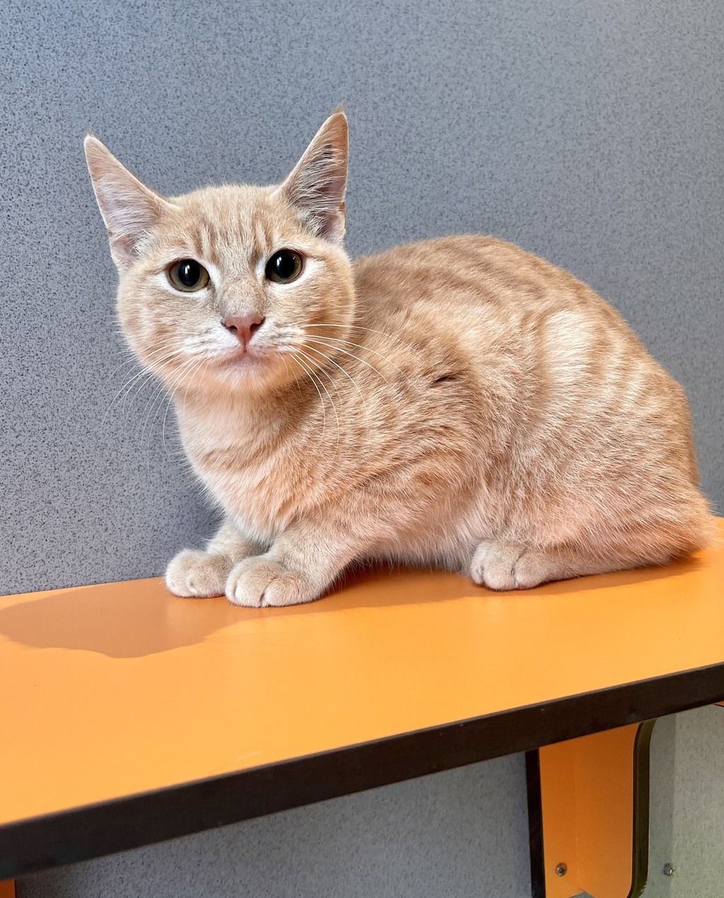 Goji - Male Manx Mix Cat in QLD - PetRescue